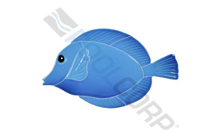 POOL360 | 4" x 7" Tang Fish Blue